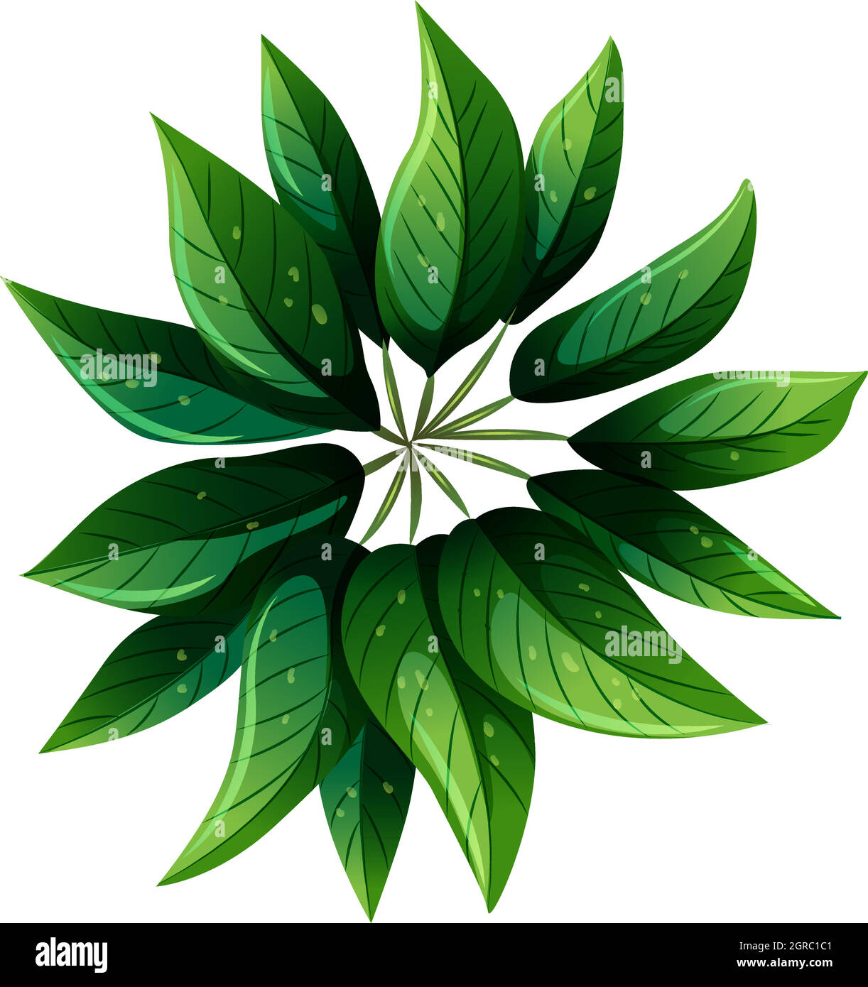 Green leaves indoor plant Cut Out Stock Images & Pictures - Alamy