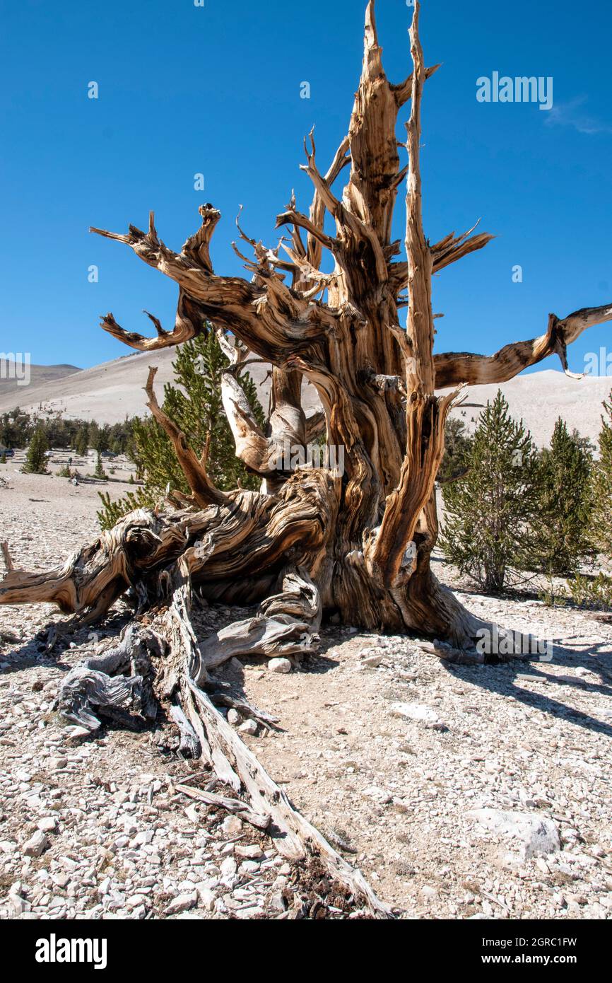 Patriarch Grove is home to the biggest bristlecone pine tree in the ...