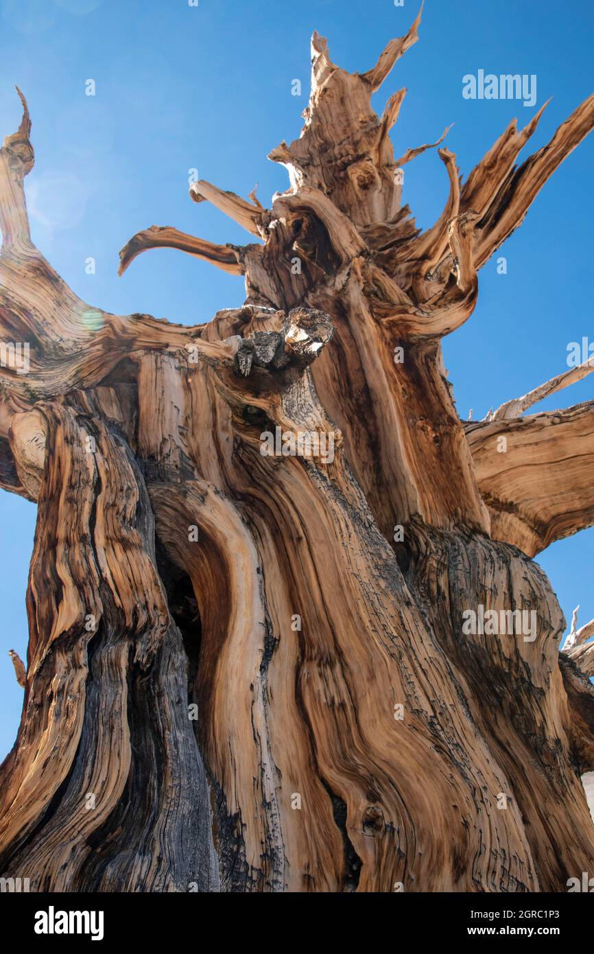 Hardy trees education hi-res stock photography and images - Alamy