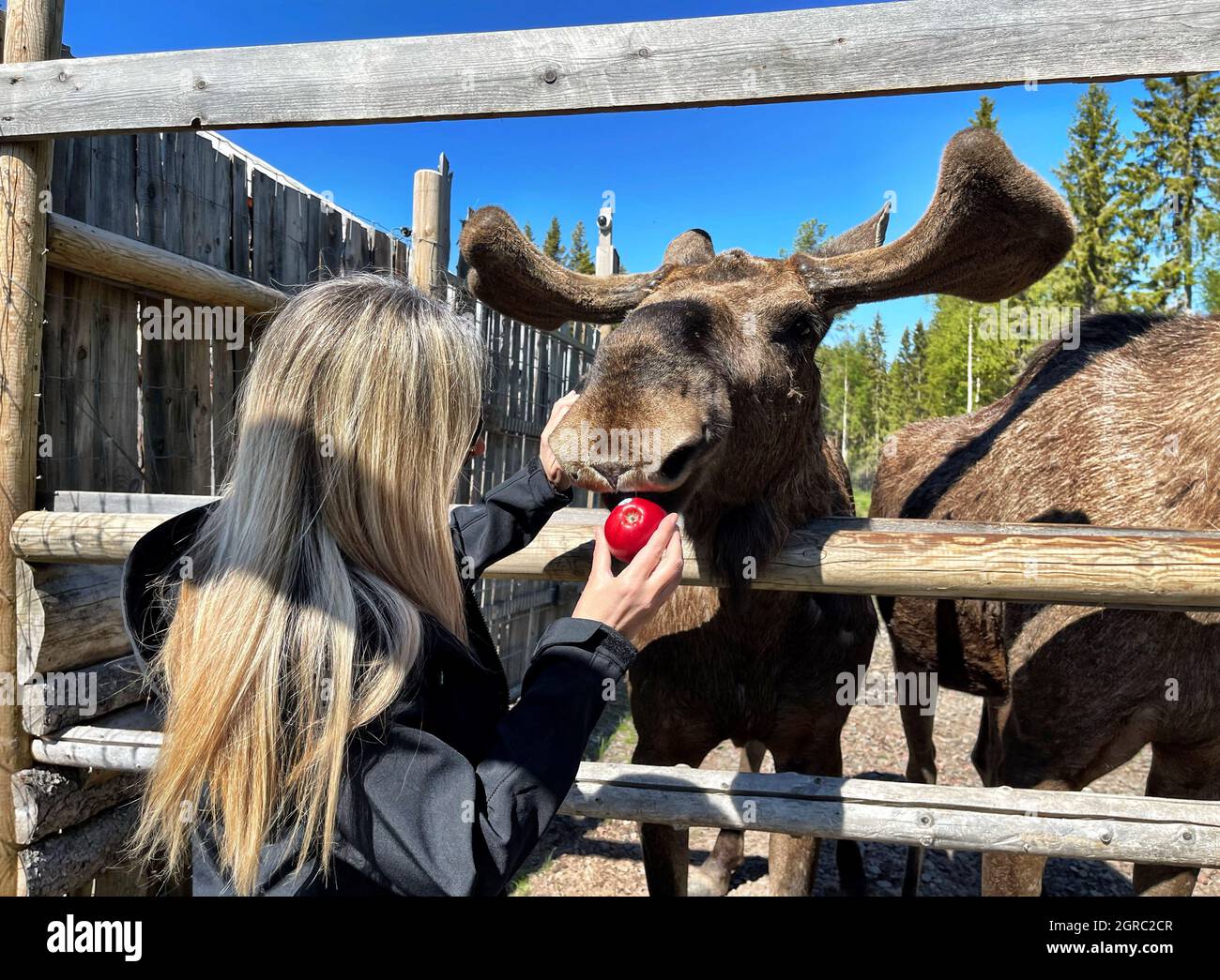 Mature woman zoo hi-res stock photography and images - Alamy