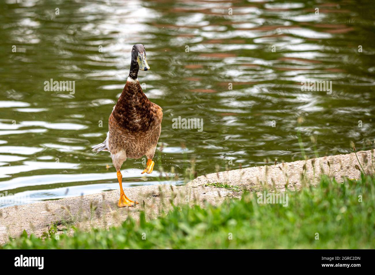 Pekin Duck Isolated High Resolution Stock Photography and Images - Alamy