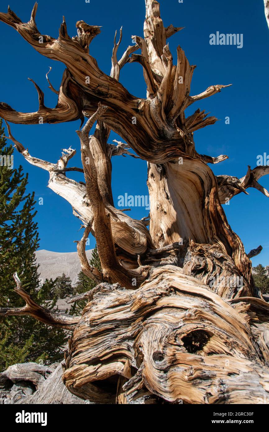 Patriarch Grove is home to the biggest bristlecone pine tree in the ...