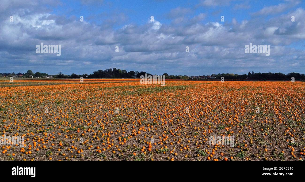 Wisbech, UK. 29th Sep, 2021. A field of pumpkins which are ripening in ...