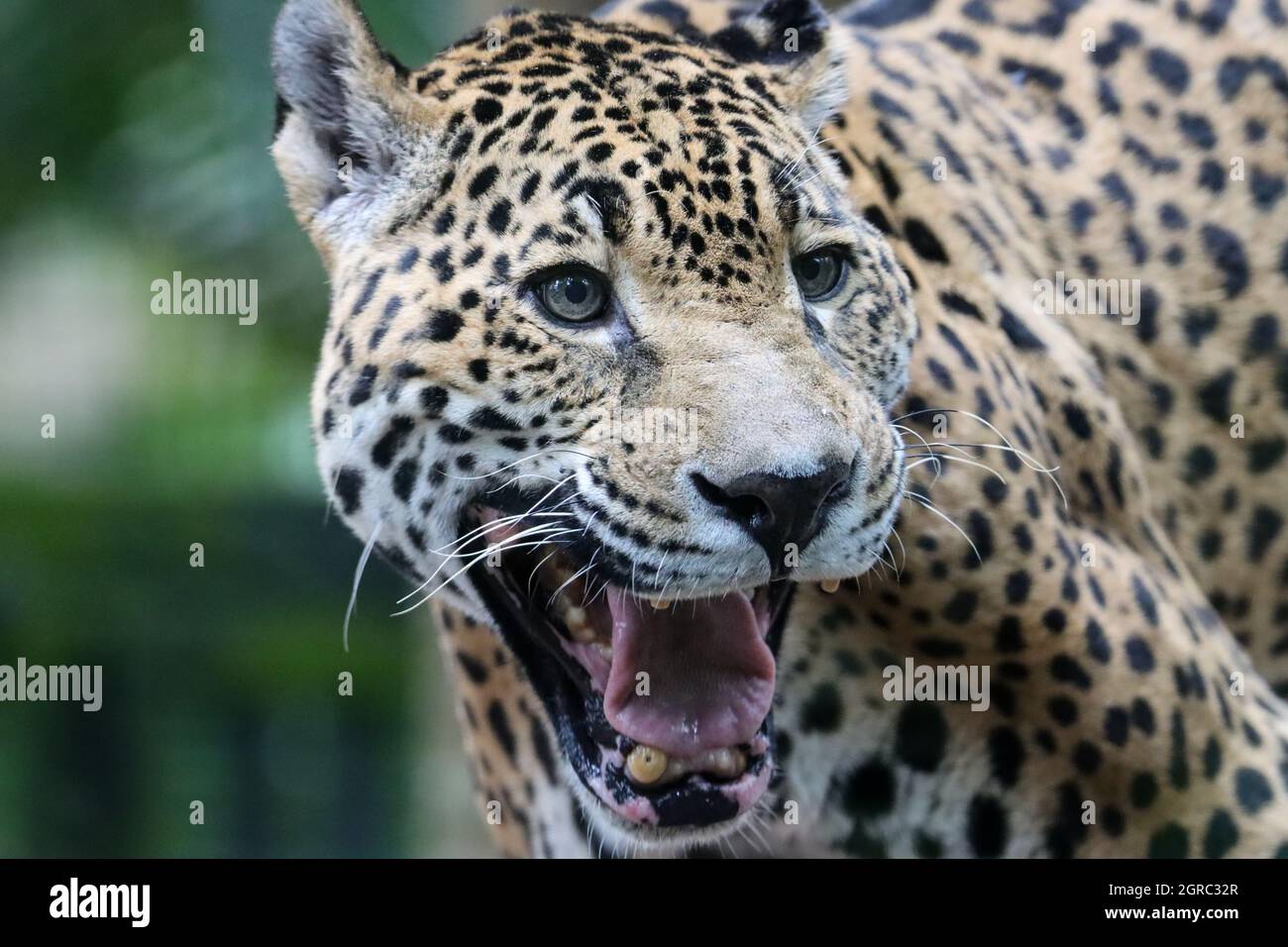 Jaguar head teeth hi-res stock photography and images - Alamy