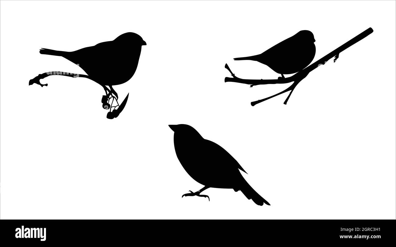 Bird Sitting On A Branch Silhouette