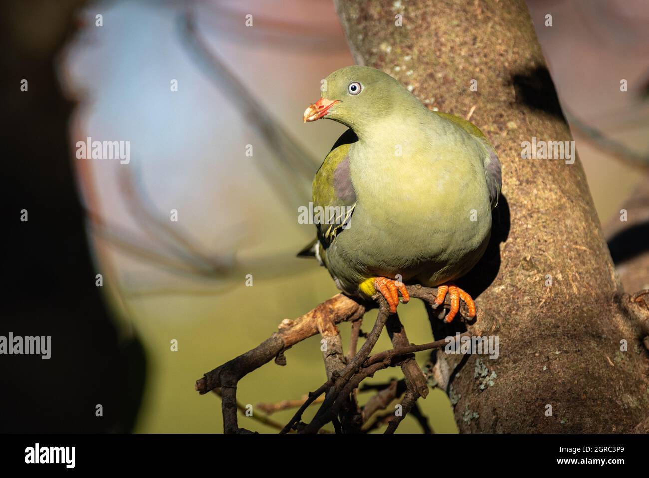 African green pigeon fig tree hi-res stock photography and images - Alamy