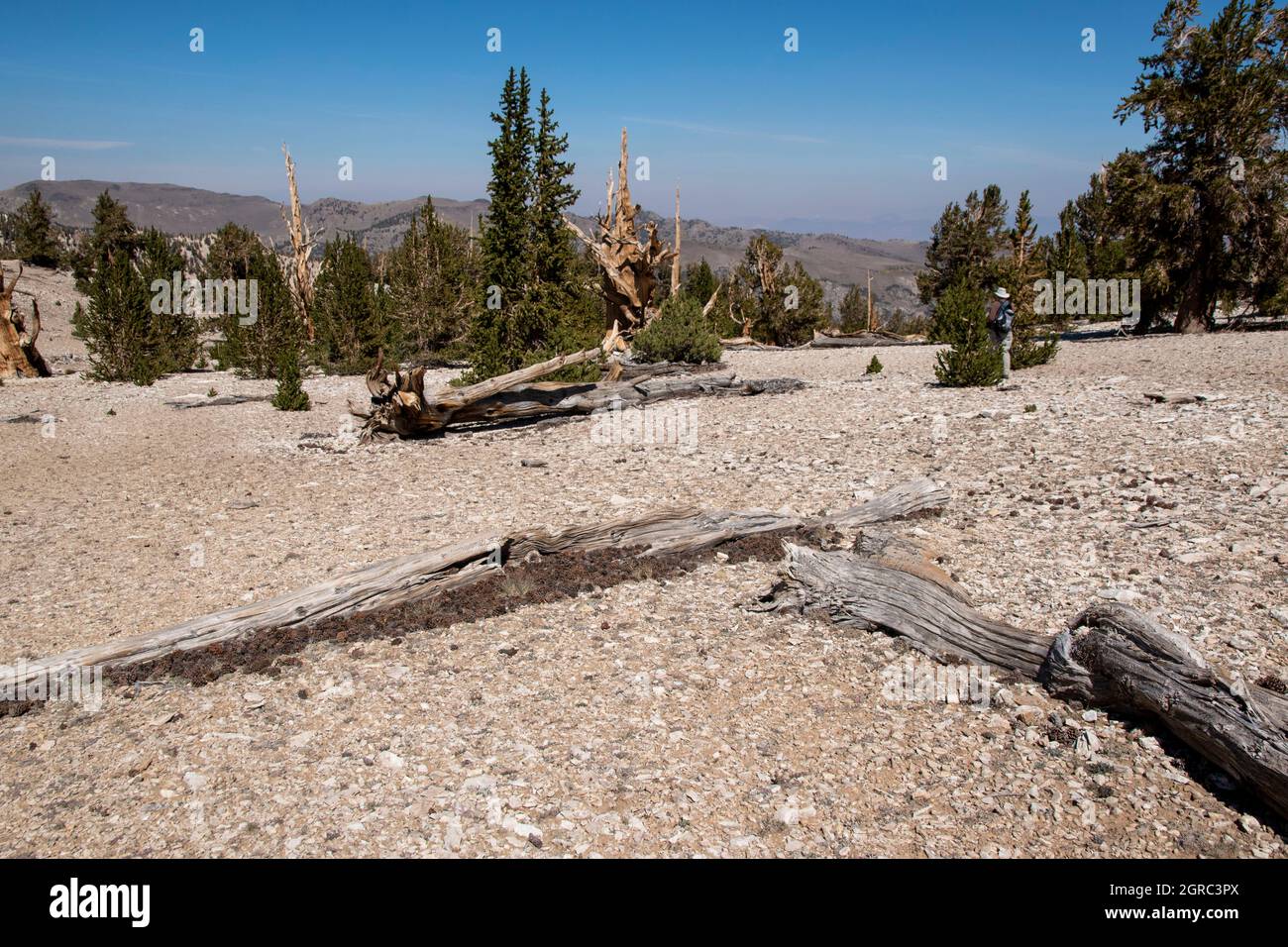 Patriarch Grove is home to the biggest bristlecone pine tree in the ... Patriarch Grove is home to the biggest bristlecone pine tree in the ...