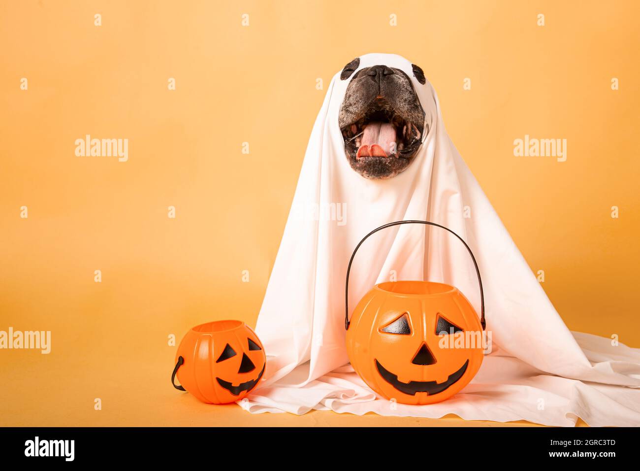 Scary ghost dog hi-res stock photography and images - Alamy