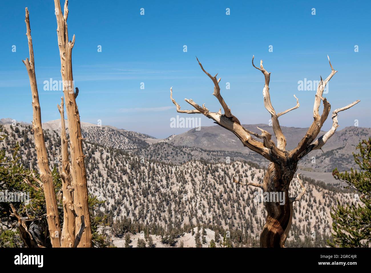 Patriarch Grove is home to the biggest bristlecone pine tree in the ...