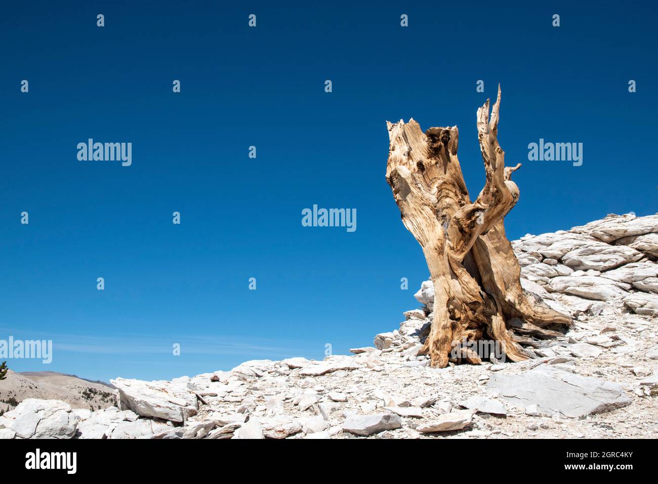 Patriarch Grove is home to the biggest bristlecone pine tree in the ...