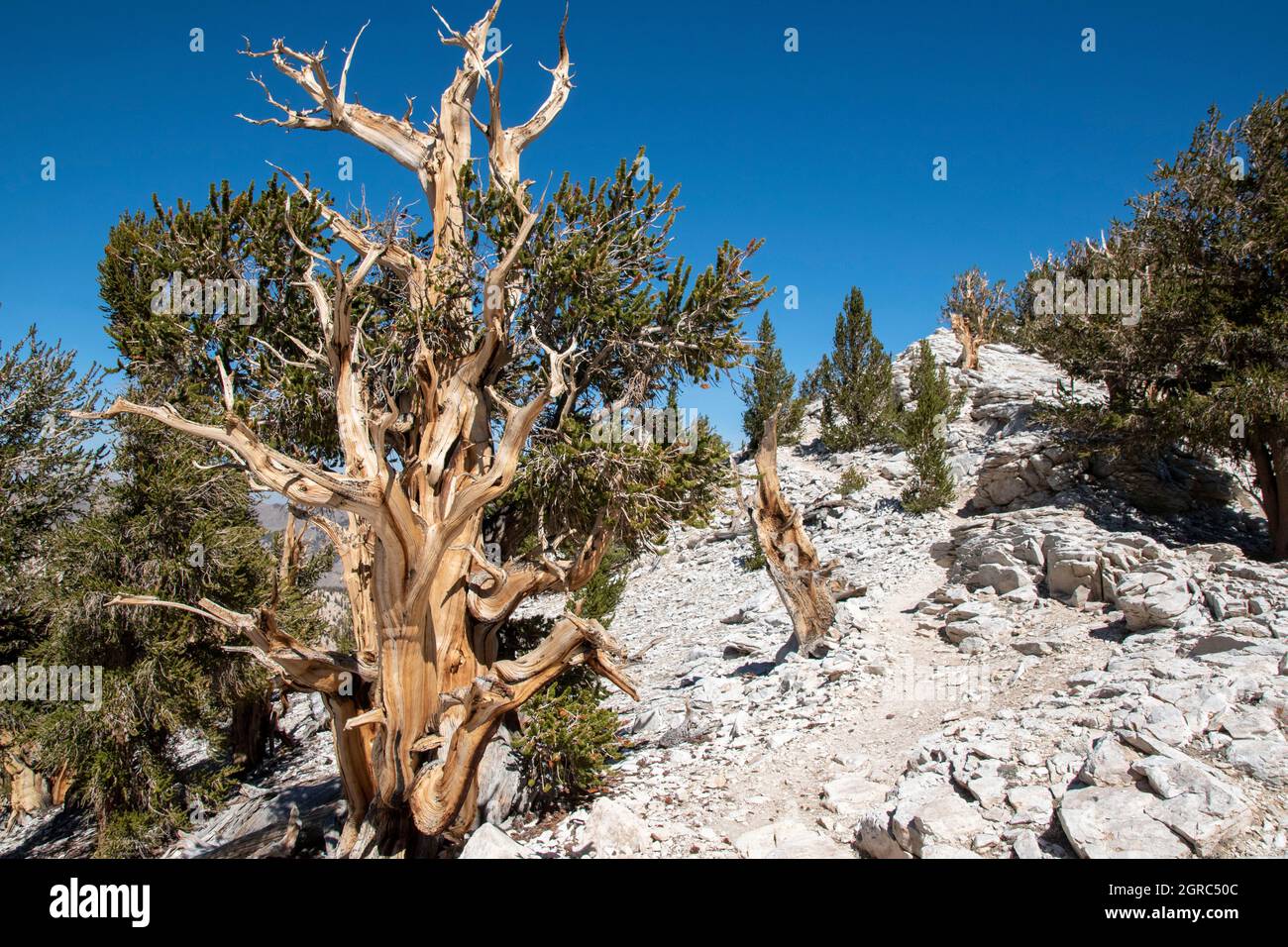 Patriarch Grove is home to the biggest bristlecone pine tree in the ...