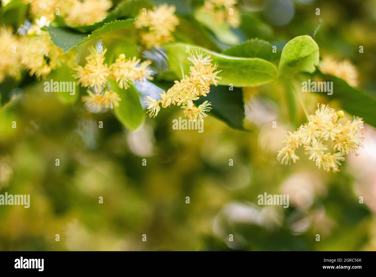 Linden tree flowers hi-res stock photography and images - Alamy
