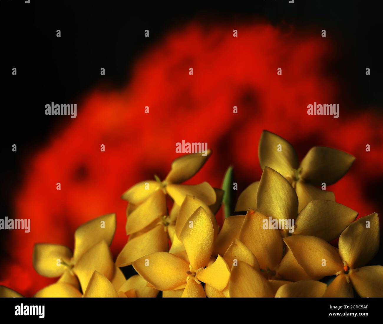 german national flag, created by nature. beautiful ixora flower or ...