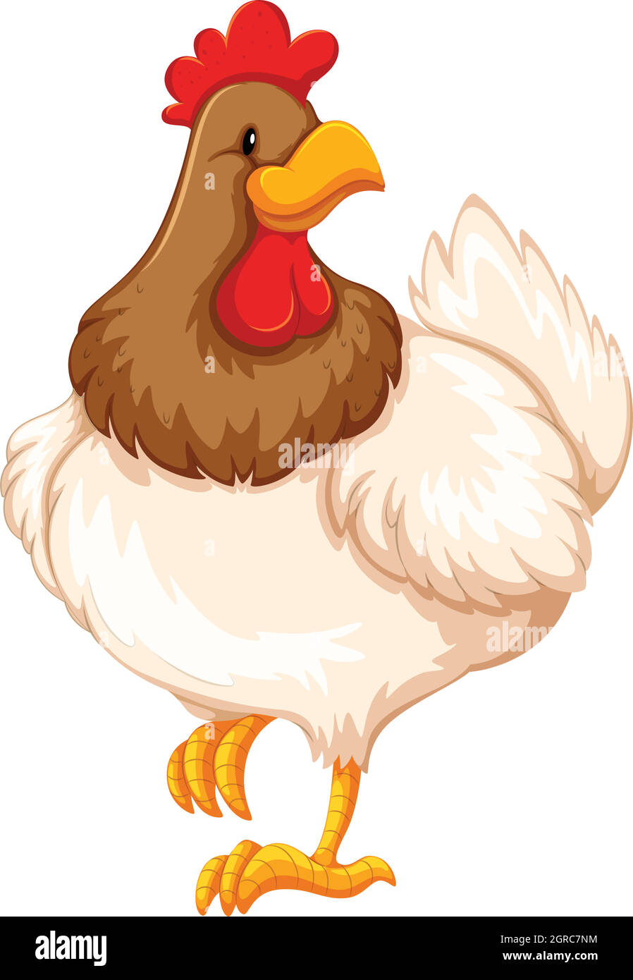 Chicken, white background Stock Vector Images - Alamy