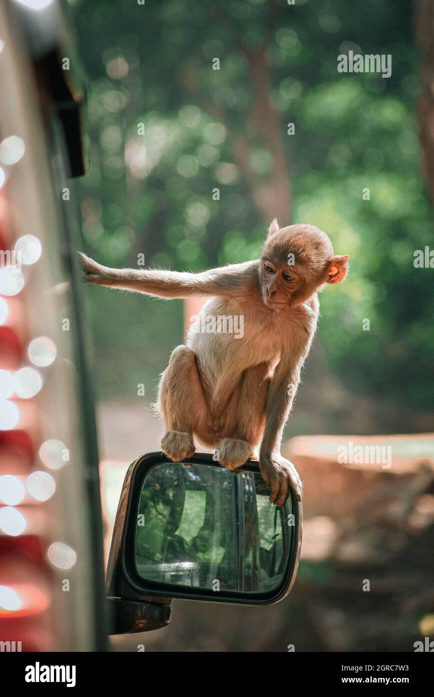 India monkey car hi-res stock photography and images - Alamy