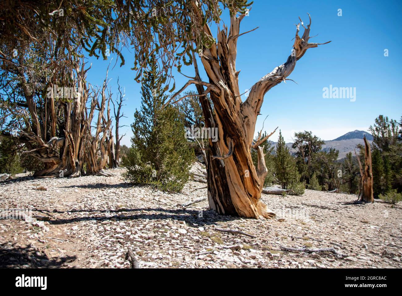 Patriarch Grove is home to the biggest bristlecone pine tree in the ...