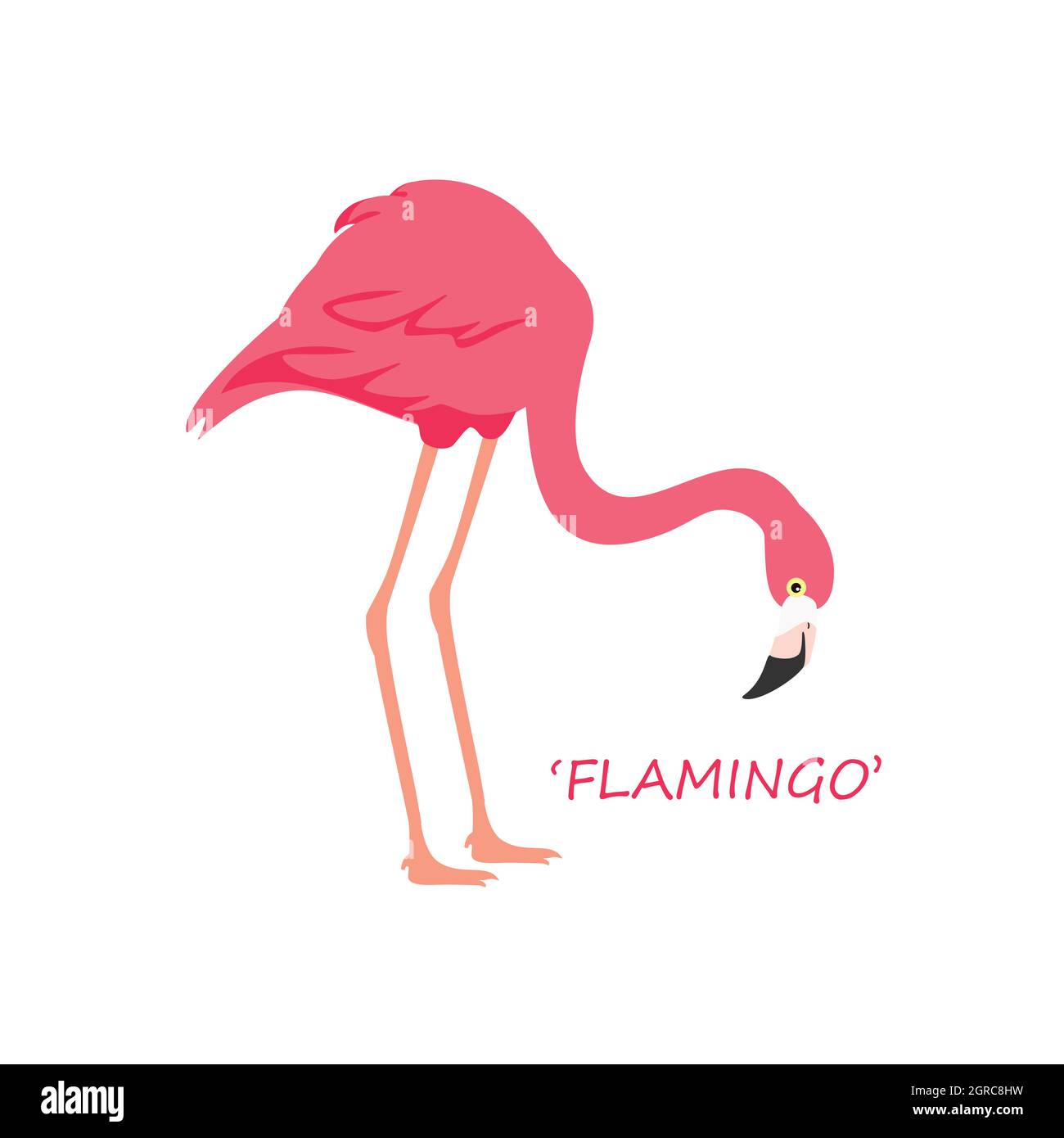 Pink flamingo vector illustration isolated on white background Stock ...