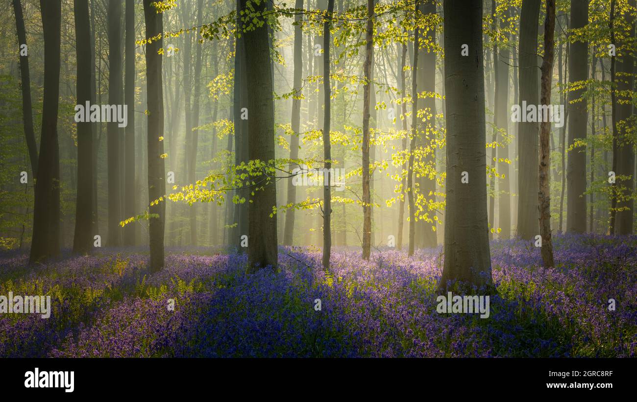 Sunlight coming through fog hi-res stock photography and images - Alamy