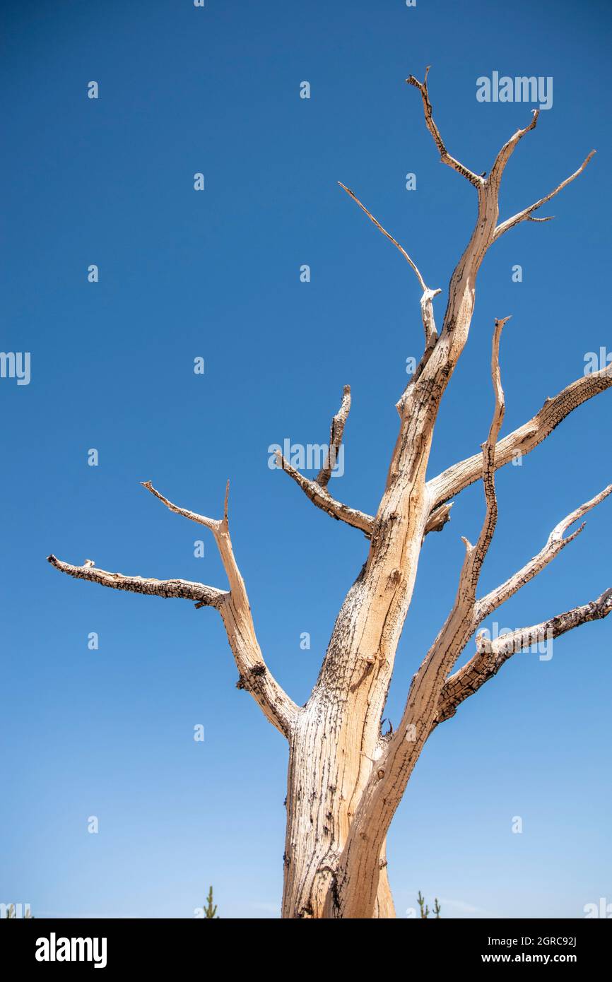 Patriarch Grove is home to the biggest bristlecone pine tree in the ...