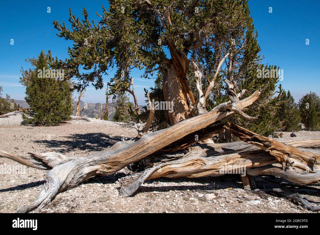 Patriarch Grove is home to the biggest bristlecone pine tree in the ...