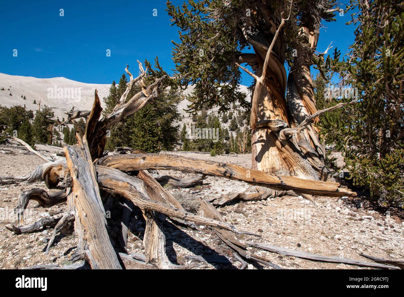 Patriarch Grove is home to the biggest bristlecone pine tree in the ...