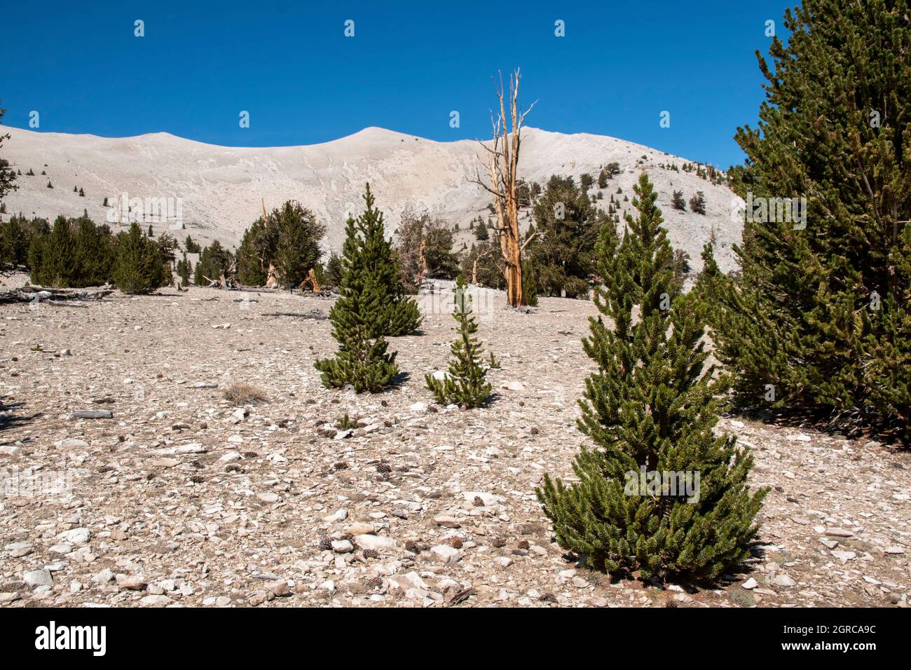 Patriarch Grove is home to the biggest bristlecone pine tree in the ... Patriarch Grove is home to the biggest bristlecone pine tree in the ...