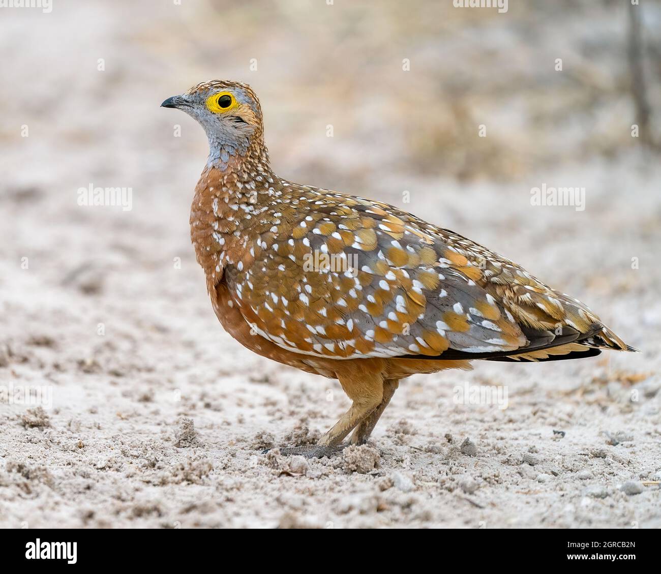 African grouse bird hi-res stock photography and images - Alamy