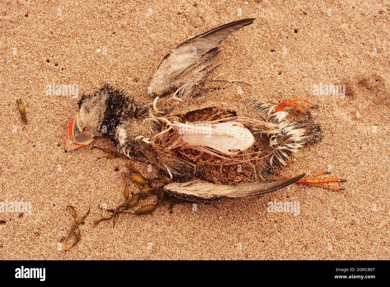 Dead puffin on beach hi-res stock photography and images - Alamy