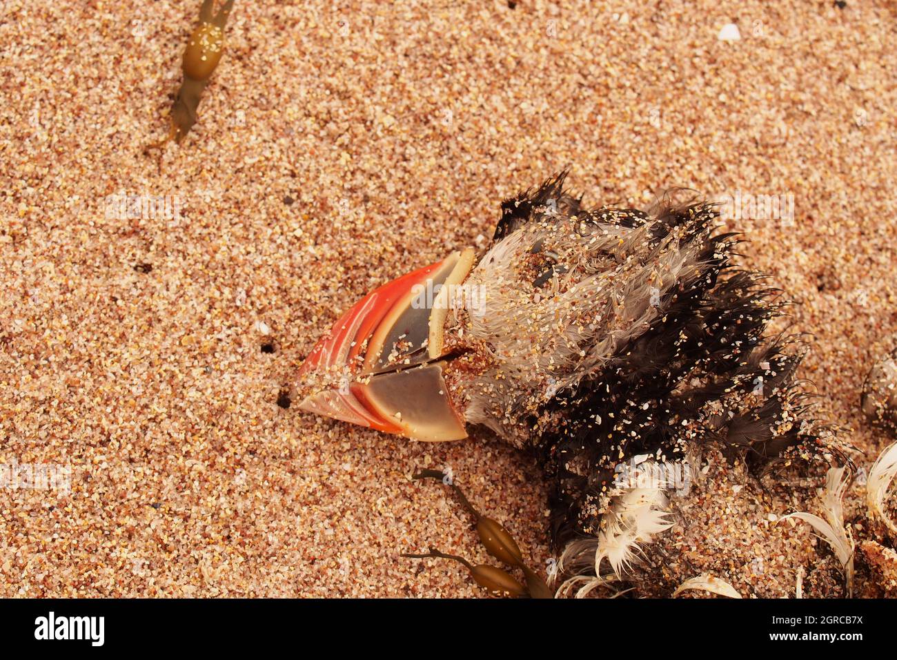 A close up view of a dead puffin's head that has been washed up on the ...