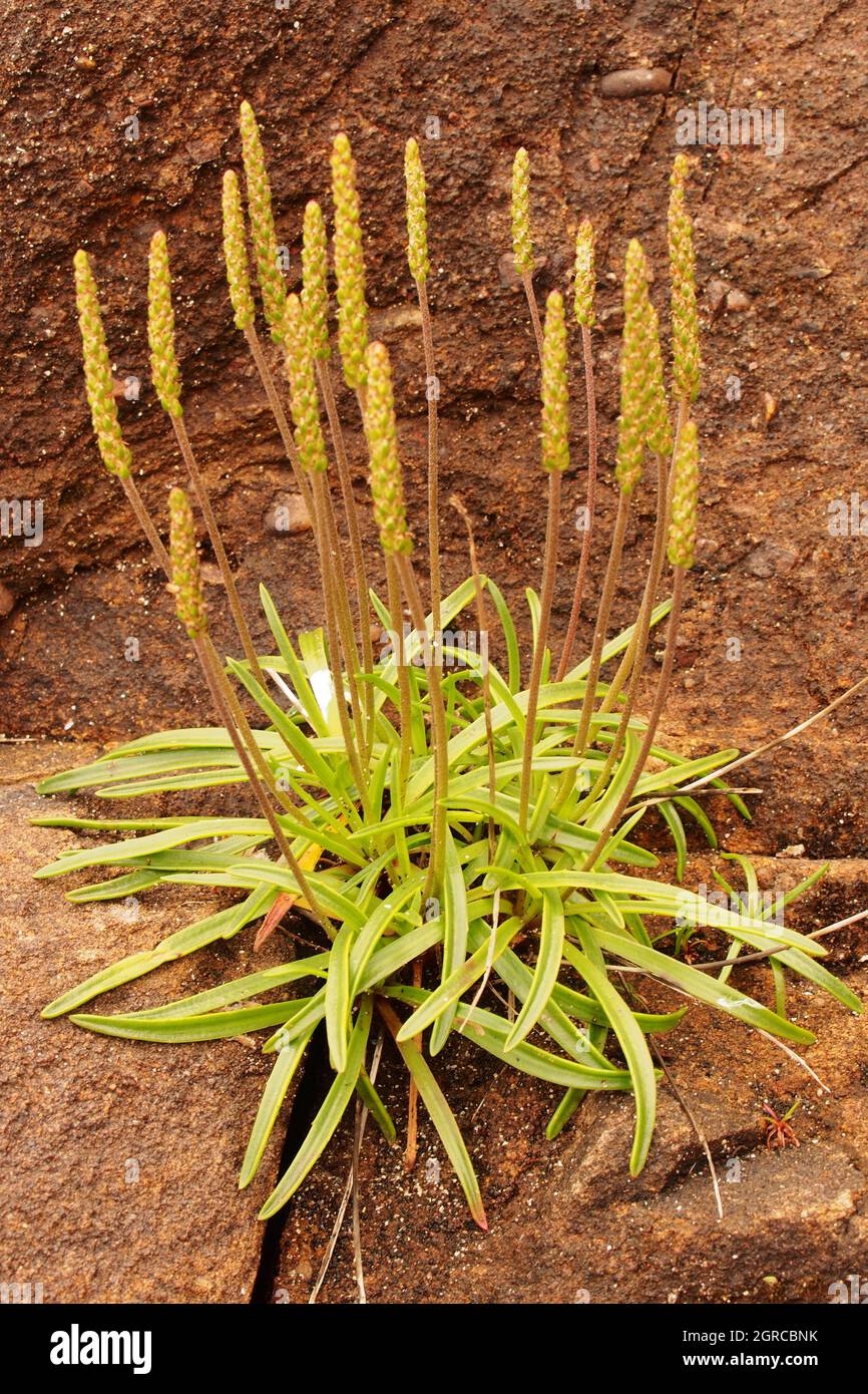 Sea plantains (Plantago maritima) a coastal rock plant situated on the ...