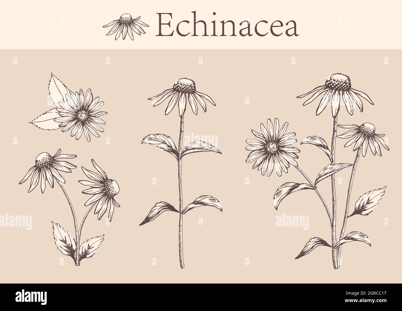 Echinacea Stock Vector Images - Alamy