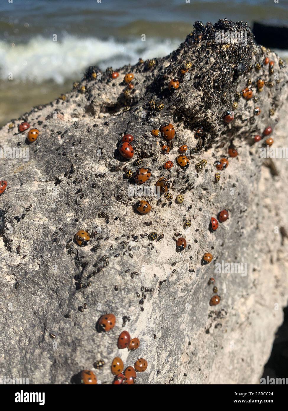 Many red bugs on the rock Stock Photo - Alamy