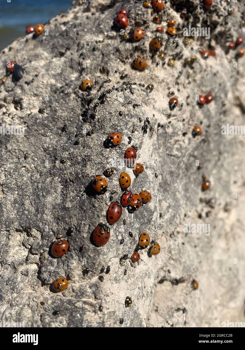Many red bugs on the rock Stock Photo - Alamy