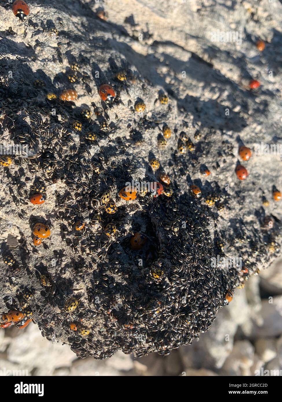 Many red bugs on the rock Stock Photo - Alamy