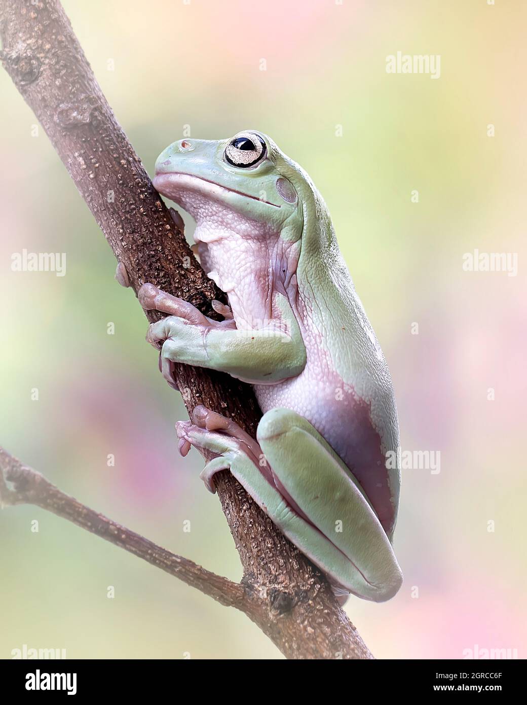 Tree Frog Mouth