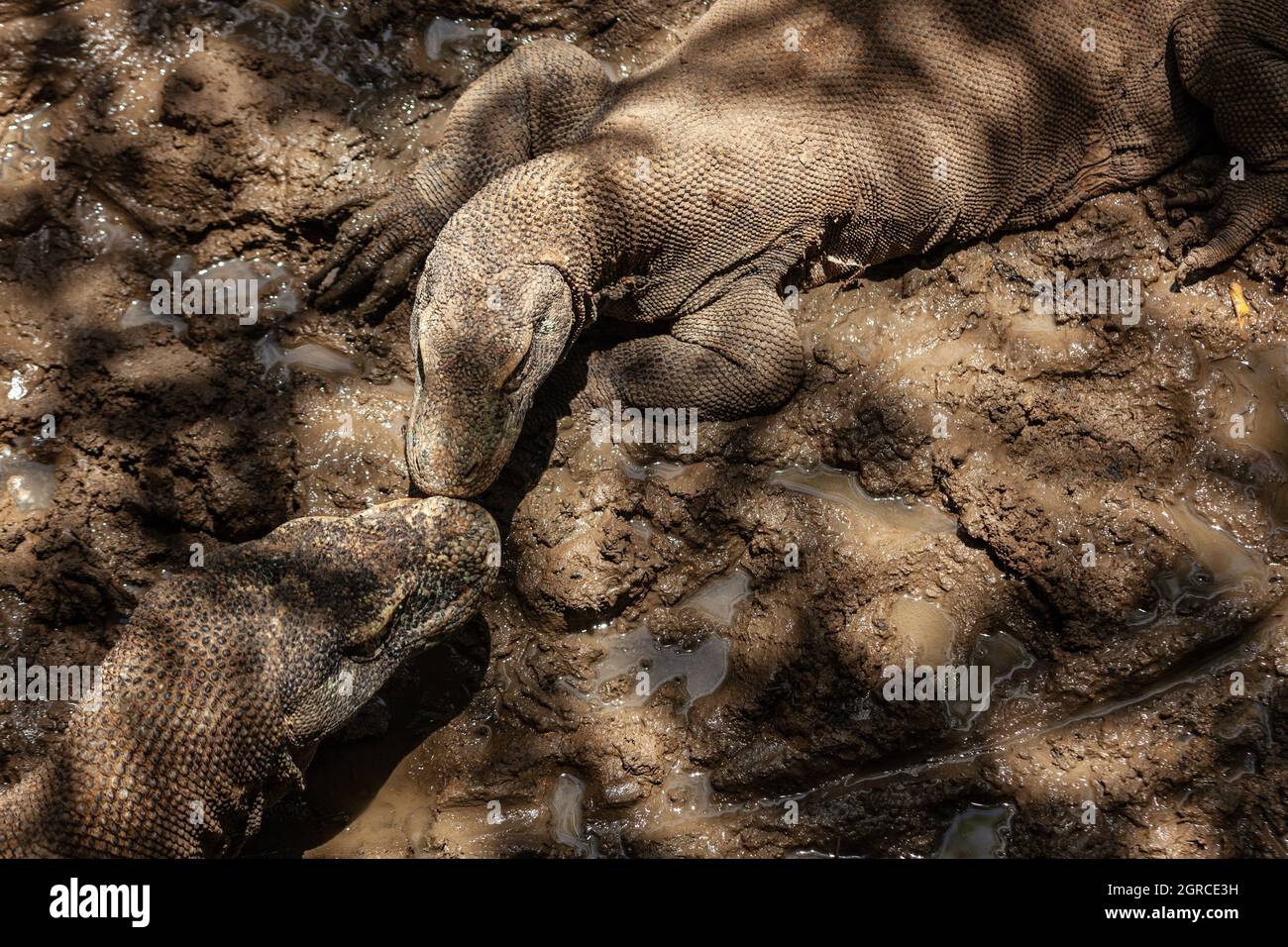 Dragons Lying High Resolution Stock Photography and Images - Alamy