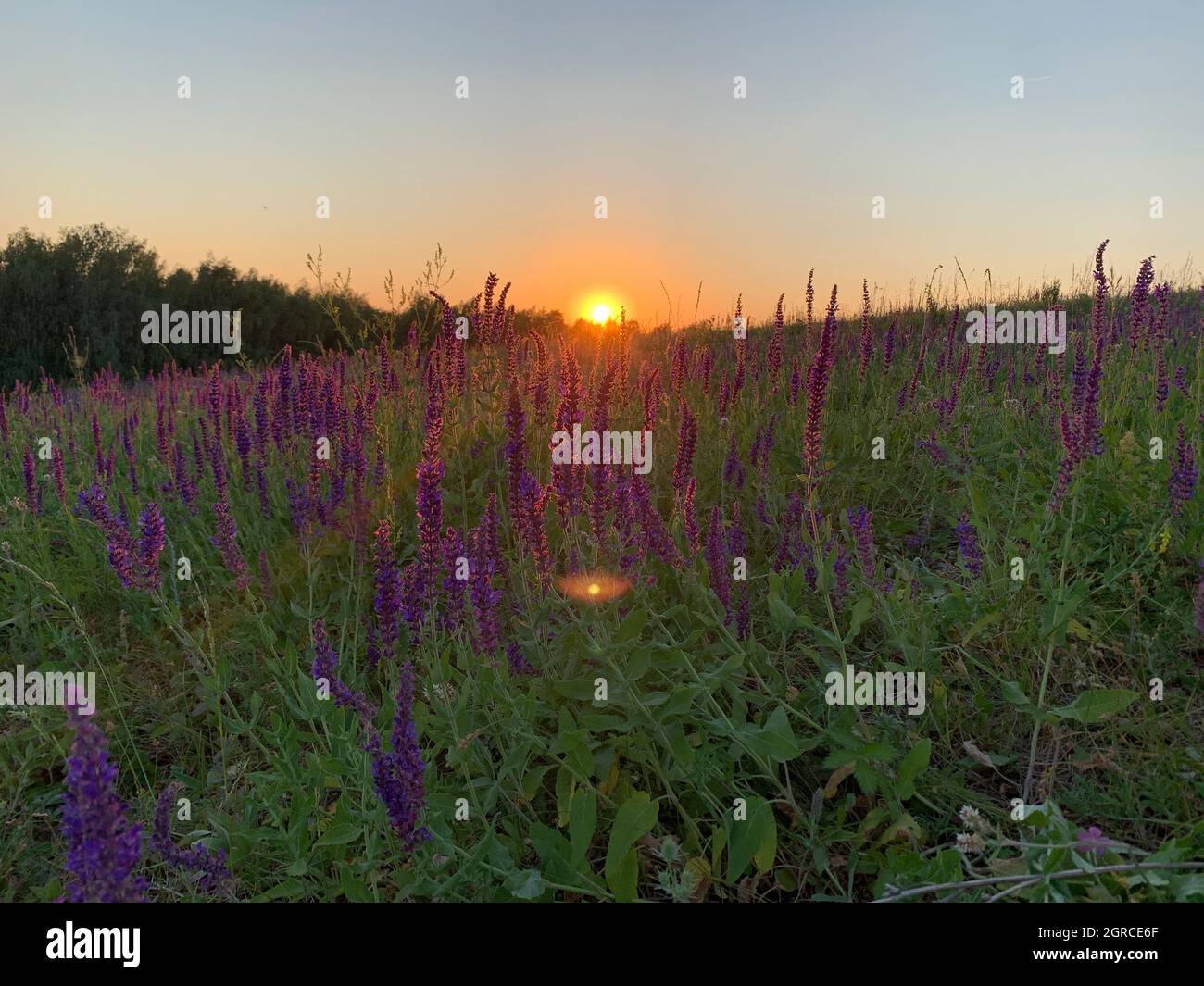 Spring meadow with flowers on sunset Stock Photo - Alamy
