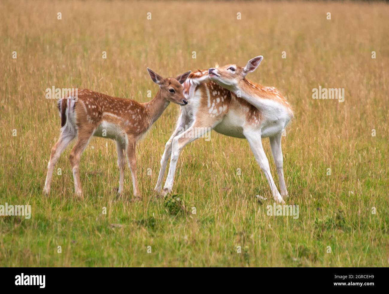 European Fallow Deer - Dama Dama - In A Country Park In The Uk Stock ...