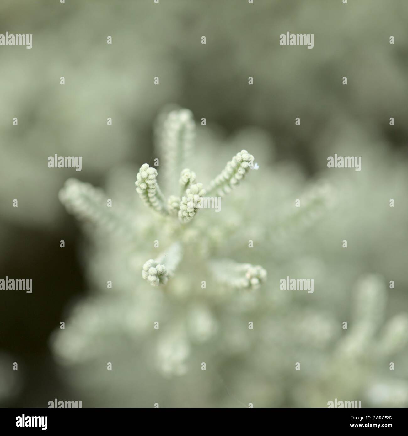 Asteraceae santolina chamaecyparissus hi-res stock photography and ...