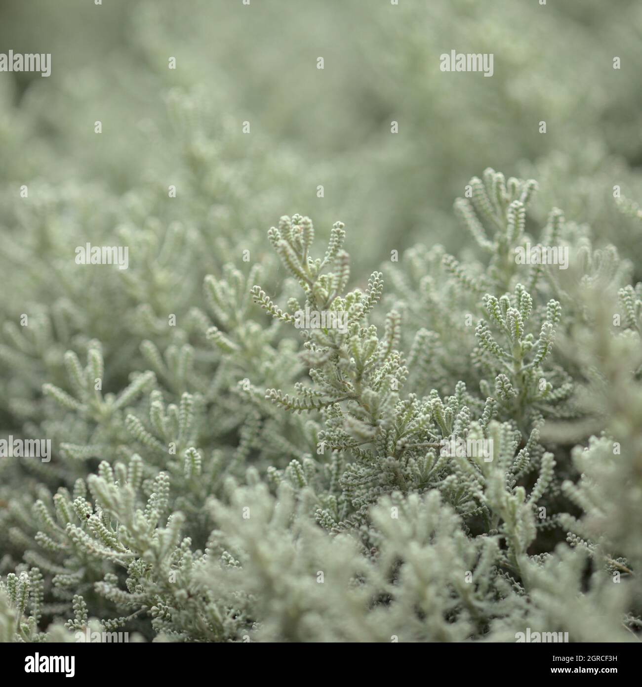 Asteraceae santolina chamaecyparissus hi-res stock photography and ...