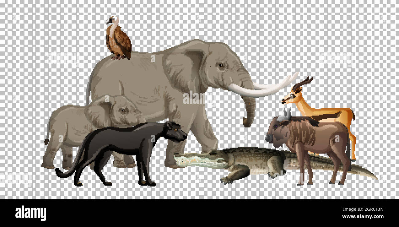 Group of wild african animal on transparent background Stock Vector ...