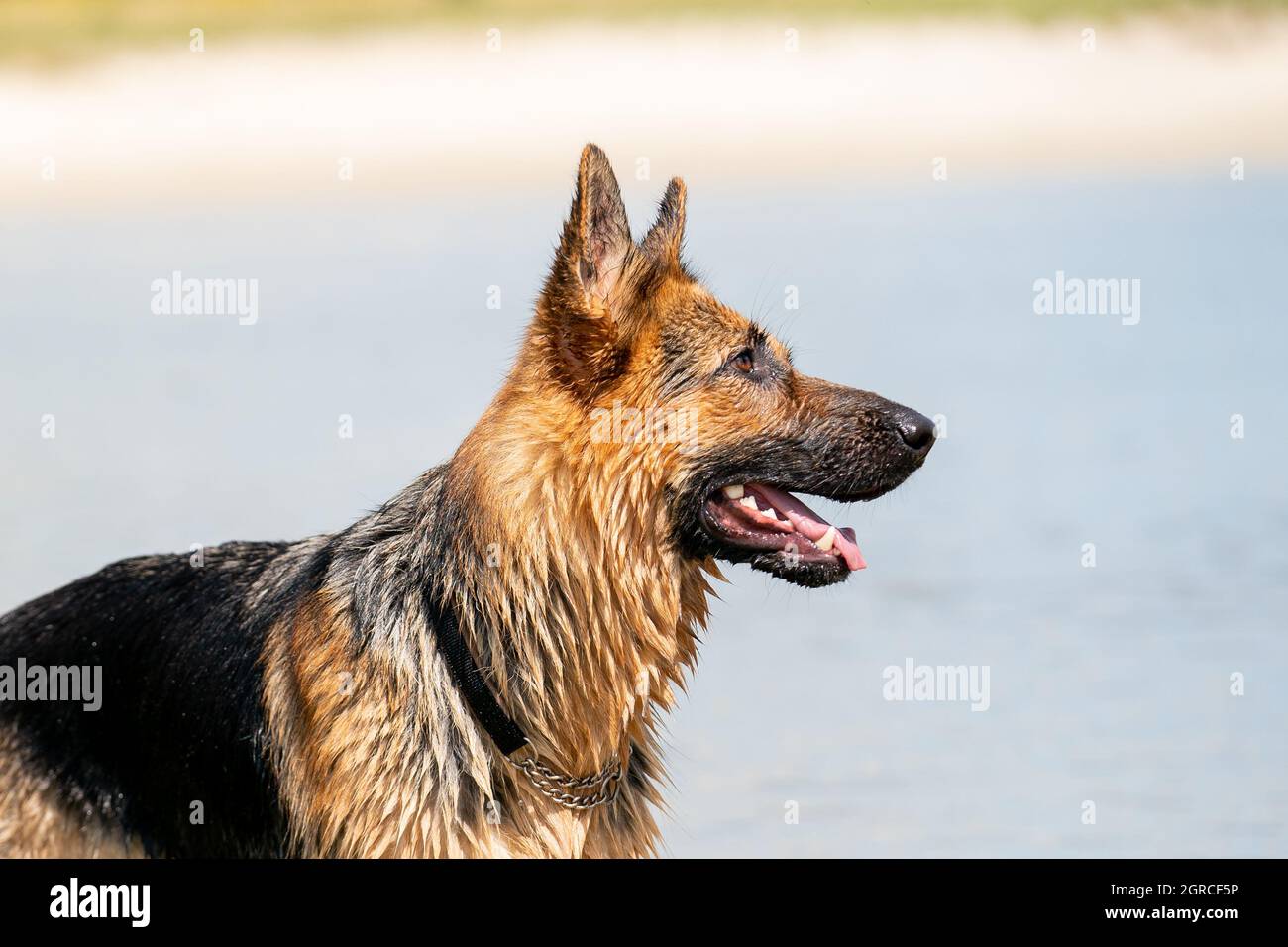 German Shepherd head sitting outside outside by a lake. Friendly ...