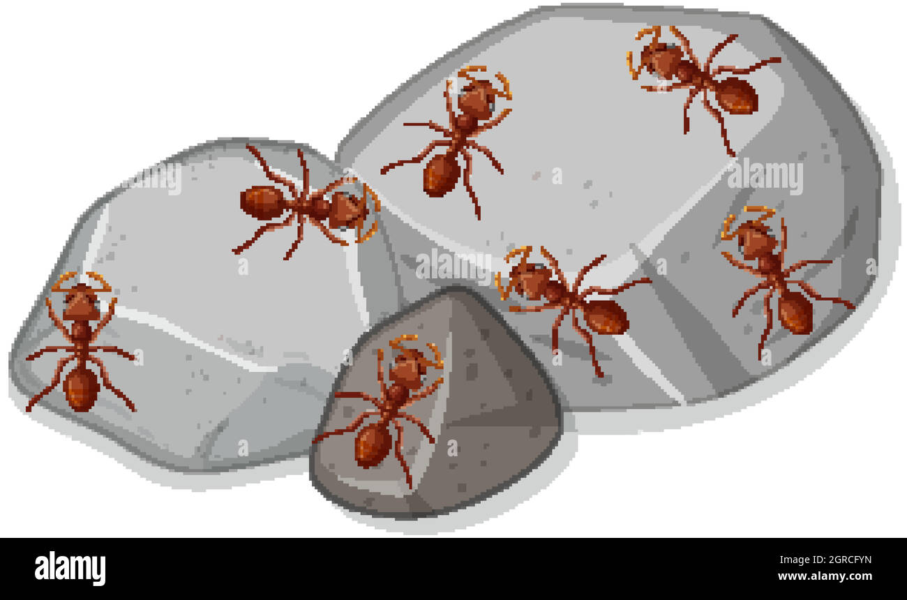 Top view of many many red ants on stones Stock Vector Image & Art - Alamy