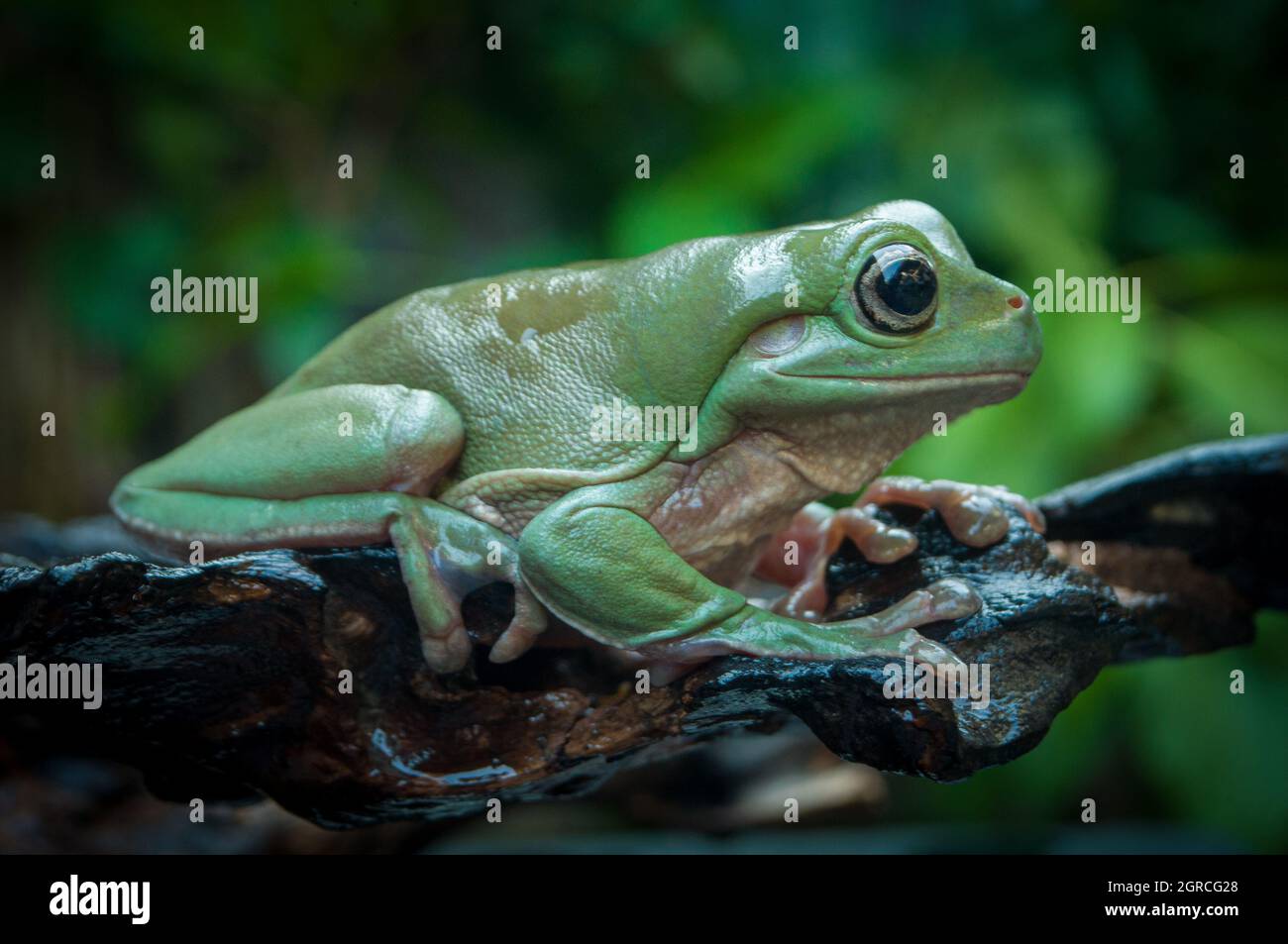 Asian branch hi-res stock photography and images - Alamy