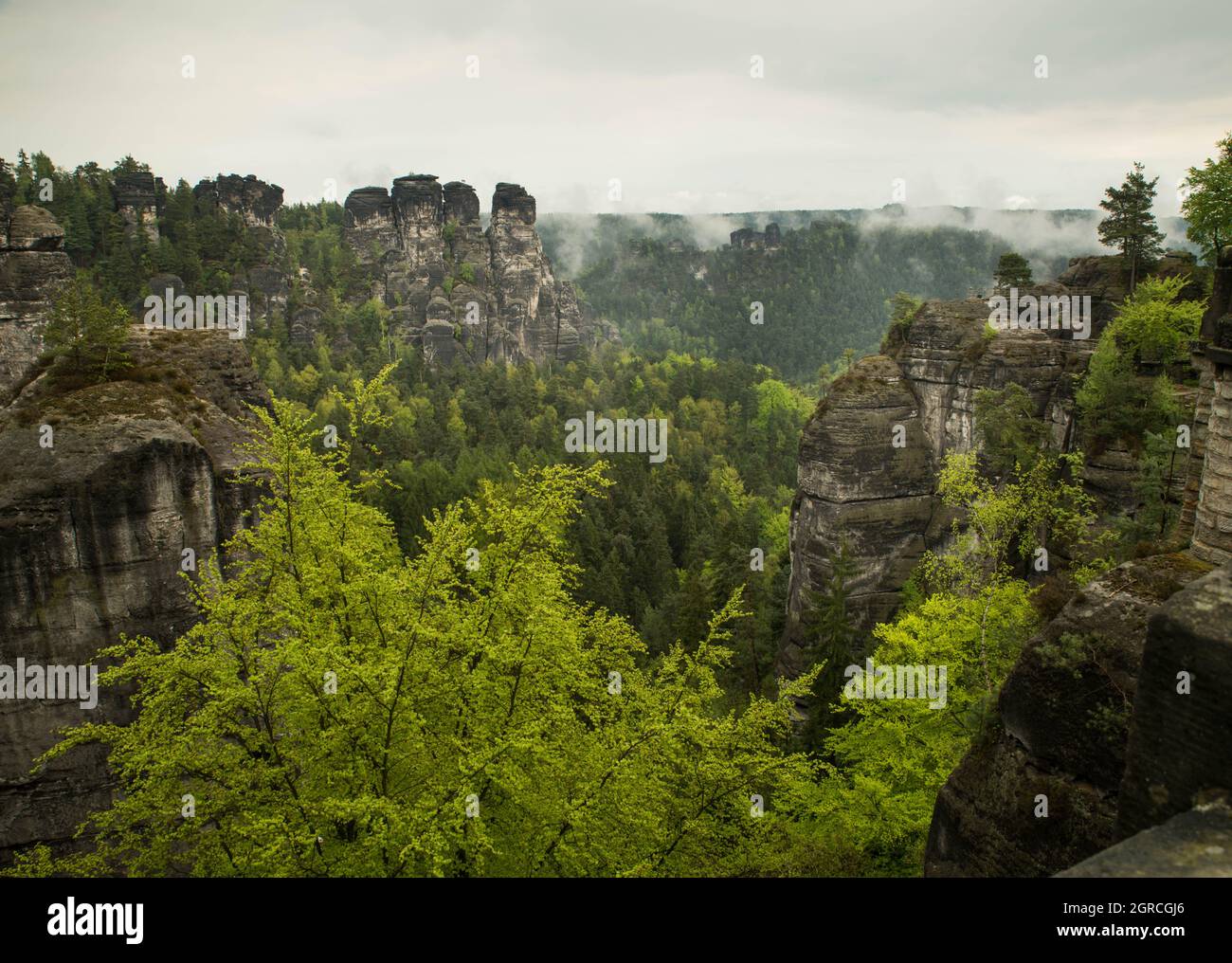 Saxon switzerland animals hi-res stock photography and images - Alamy