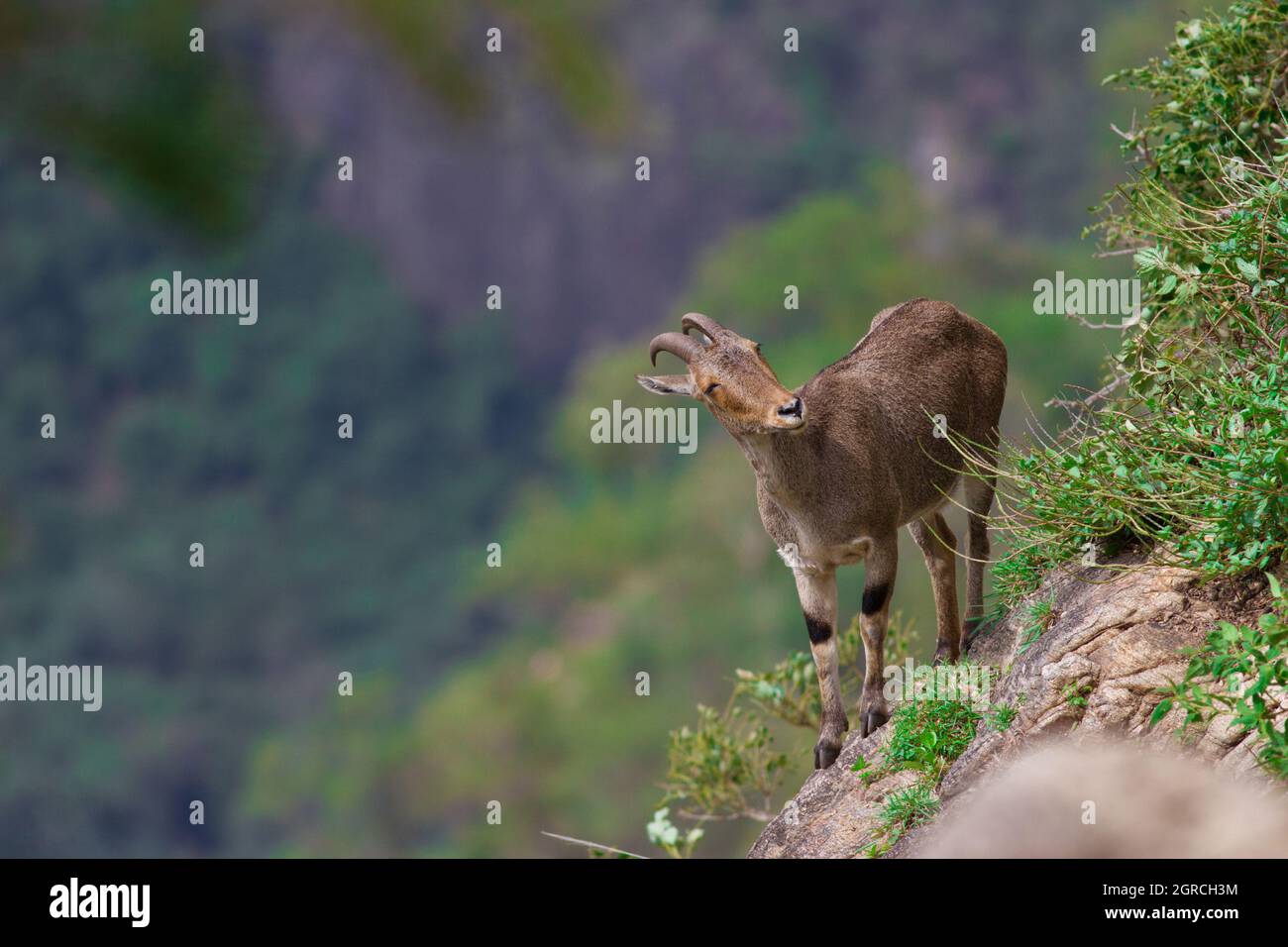 Valparai india hi-res stock photography and images - Alamy