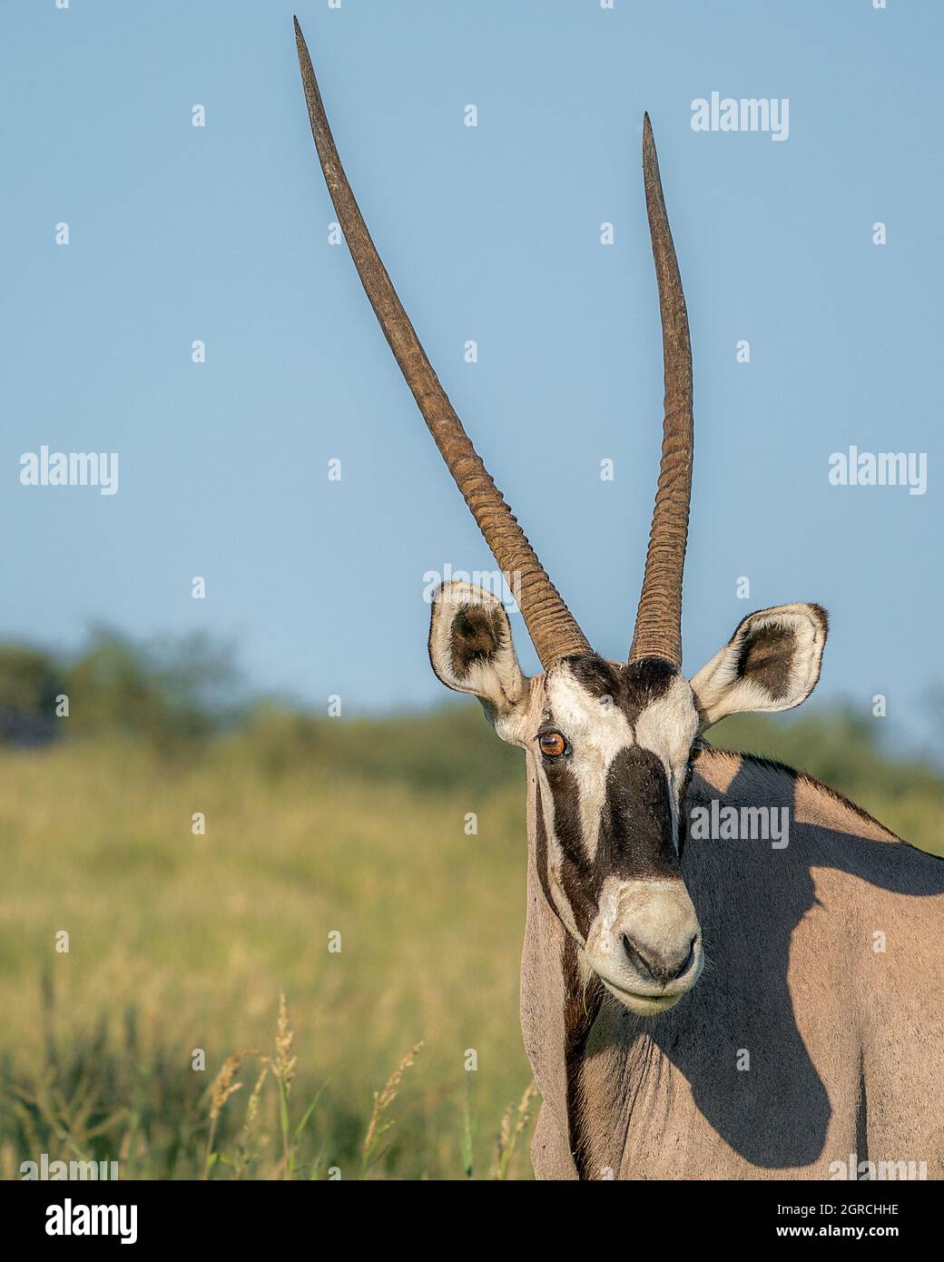 Close up eye oryx gemsbok hi-res stock photography and images - Alamy