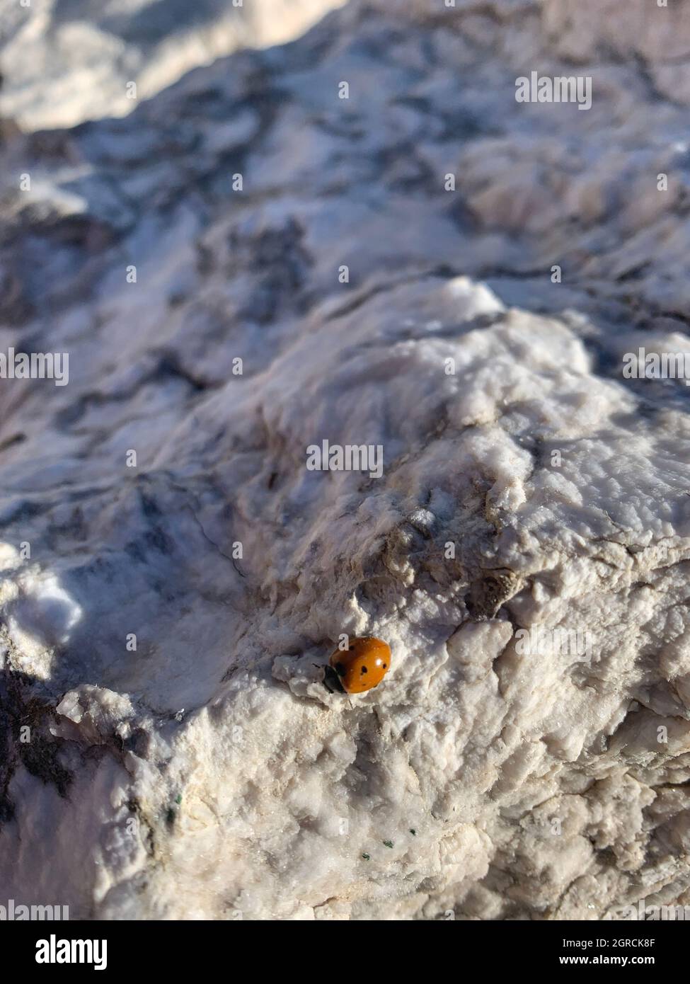 Many red bugs on the rock Stock Photo - Alamy