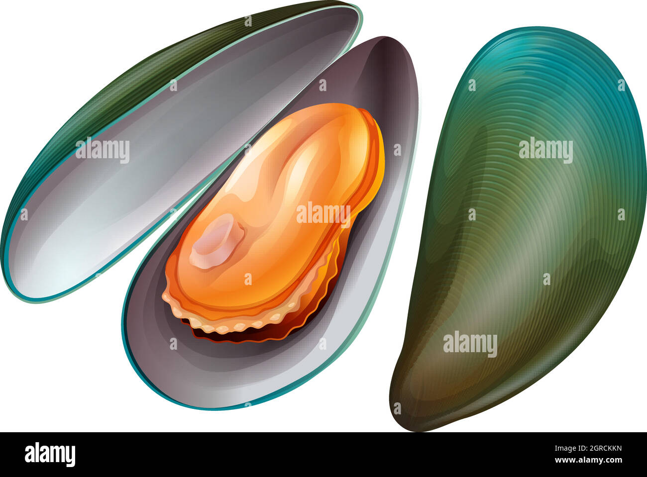 Gourmet seafood mussels in Stock Vector Images - Alamy