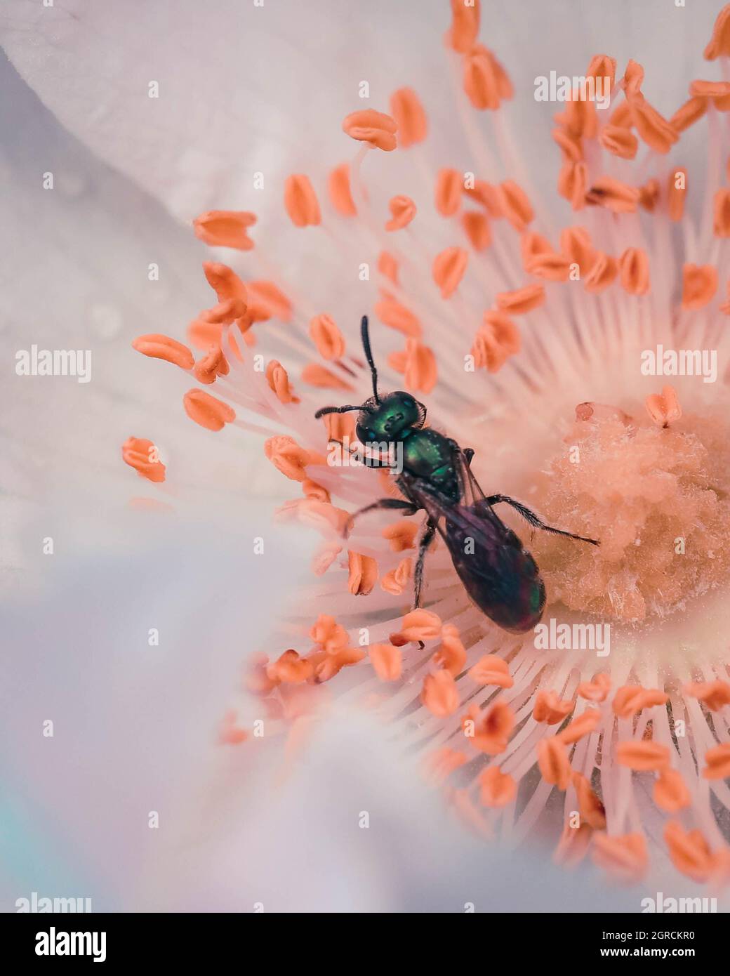 Flying ant day hi-res stock photography and images - Alamy